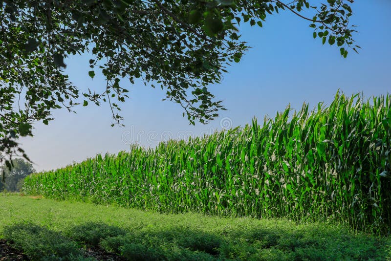 Green corn field india stock photo. Image of indian - 133210728