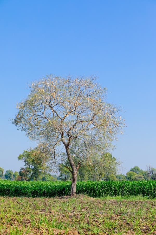 Green corn field india stock image. Image of color, india - 133217605