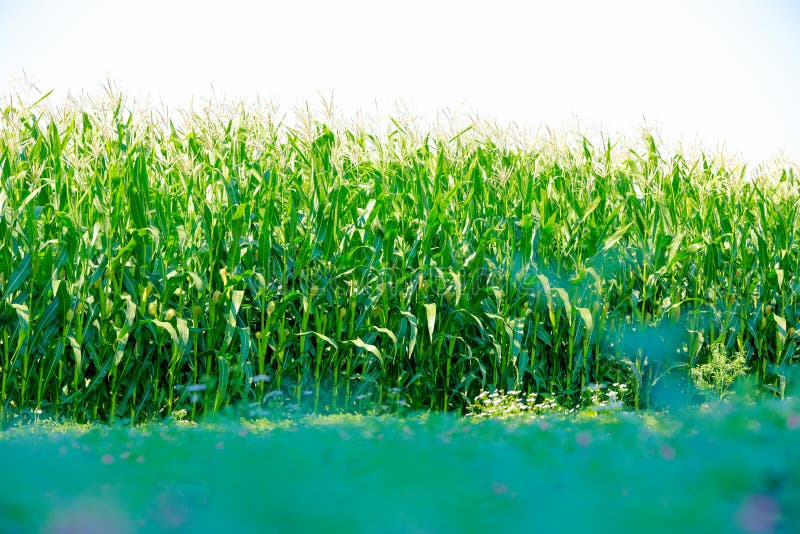Green corn field india stock photo. Image of blue, landscape - 133217718