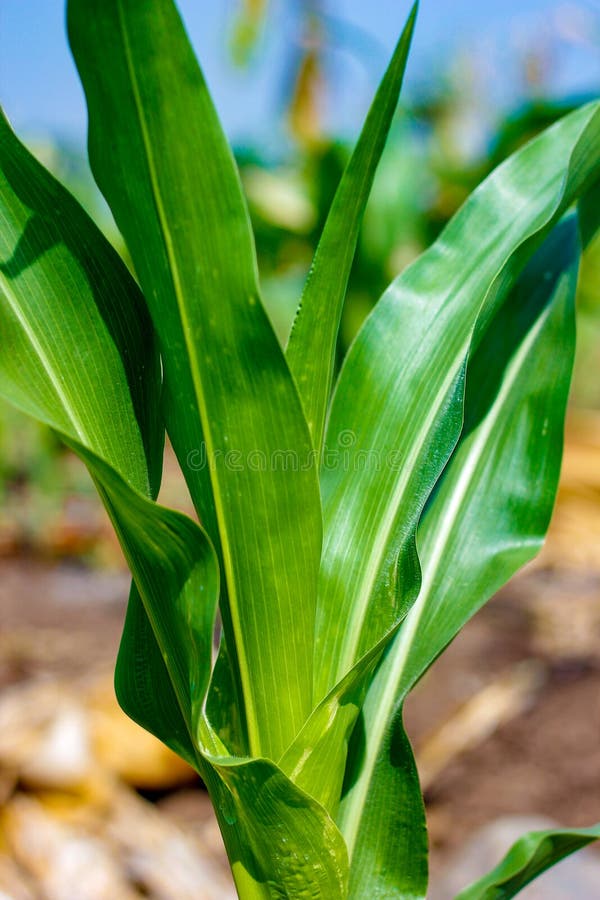 Fresh Green Green Corn Field , Indian Farm , Stock Image - Image of ...