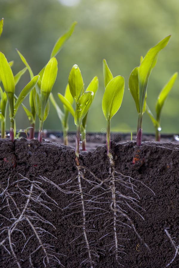Fresh Green Corn Plants with Roots Stock Photo - Image of gardening ...