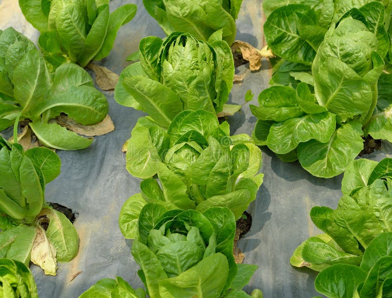 Fresh Green Cos Lettuce in a Field Stock Image - Image of vegetarian ...