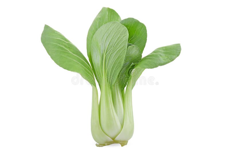 Fresh Green Cos Lettuce Isolate on White Background Stock Image - Image ...