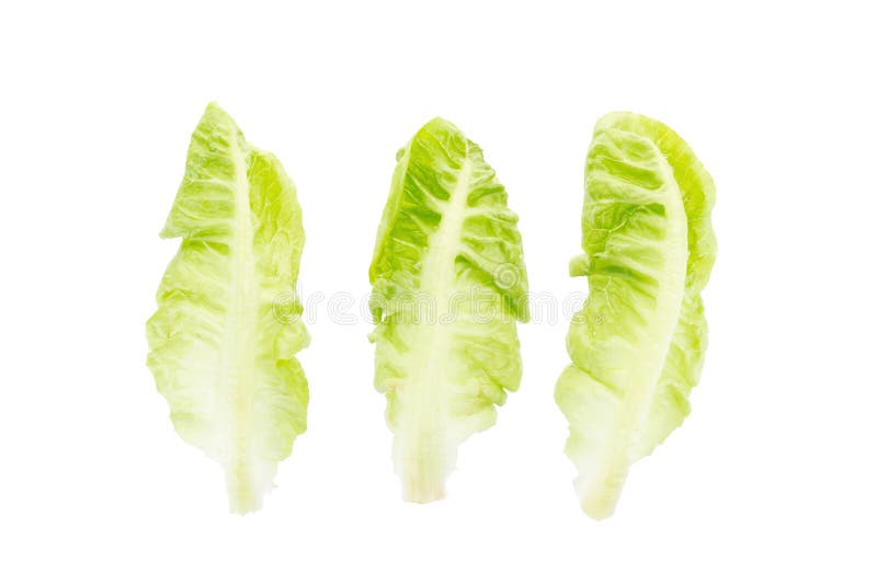 Fresh Green Cos Lettuce Isolated on White Background Stock Image ...