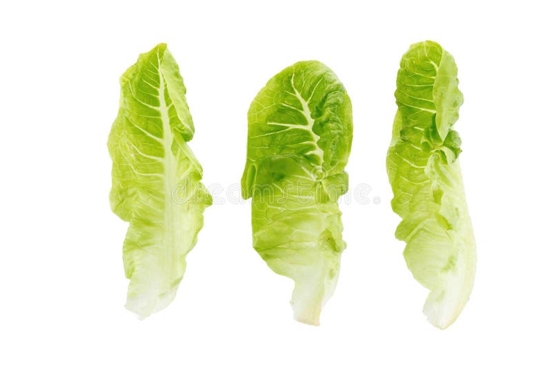 Fresh Green Cos Lettuce Isolated on White Background Stock Image ...