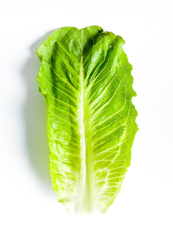 Fresh Green Cos Lettuce Leaf Isolate on White Stock Image - Image of ...