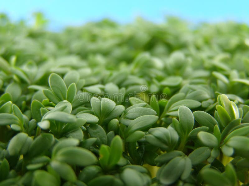 Fresh green cress stock image. Image of seed, spicy, watercress - 2157061