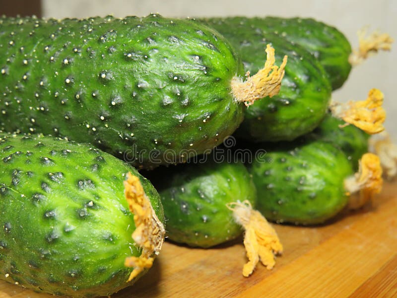 169 Fresh Prickly Green Cucumber Vegetables Stock Photos - Free ...