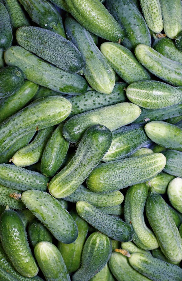 Fresh green cucumbers stock image. Image of fresh, pickled - 93276533