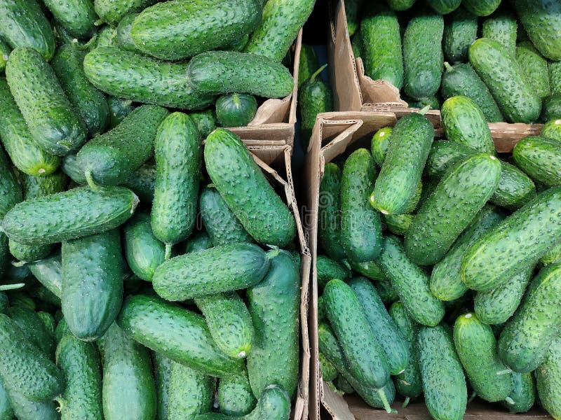 Fresh Green Cucumbers in Boxes Stock Photo - Image of fresh, harvest ...