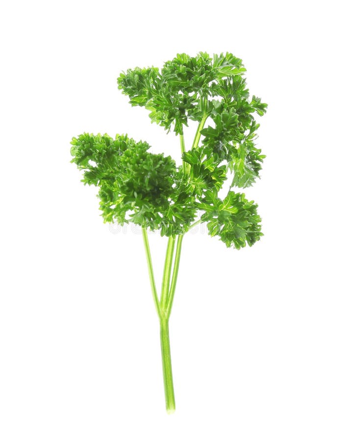 Fresh Green Curly Parsley on White Background Stock Photo - Image of ...