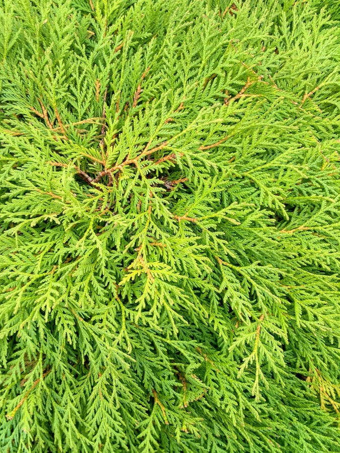 Cyprus leaf. stock photo. Image of texture, green, cypress - 125172986