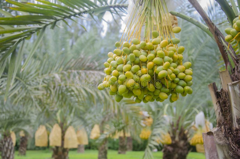 Fresh Green Date Palms on the Tree in the Garden Stock Image - Image of ...