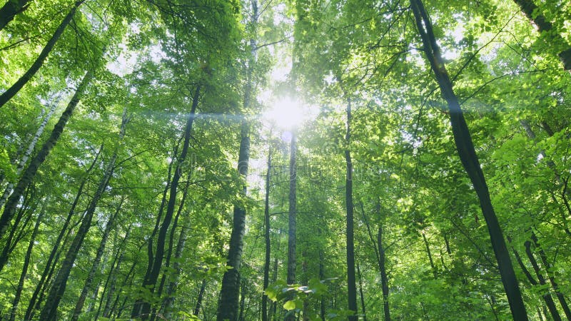 Fresh Green Deciduous Forest. Sunlight in the Green Forest, Summer Time ...