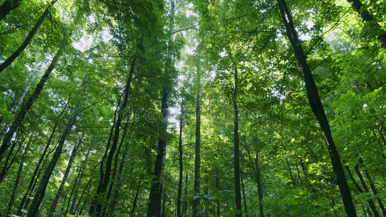 Fresh Green Deciduous Forest. Sunlight in the Green Forest, Summer Time ...
