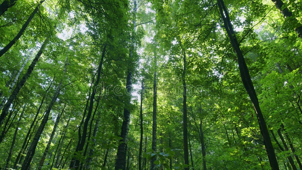Fresh Green Deciduous Forest. Sunlight in the Green Forest, Summer Time ...