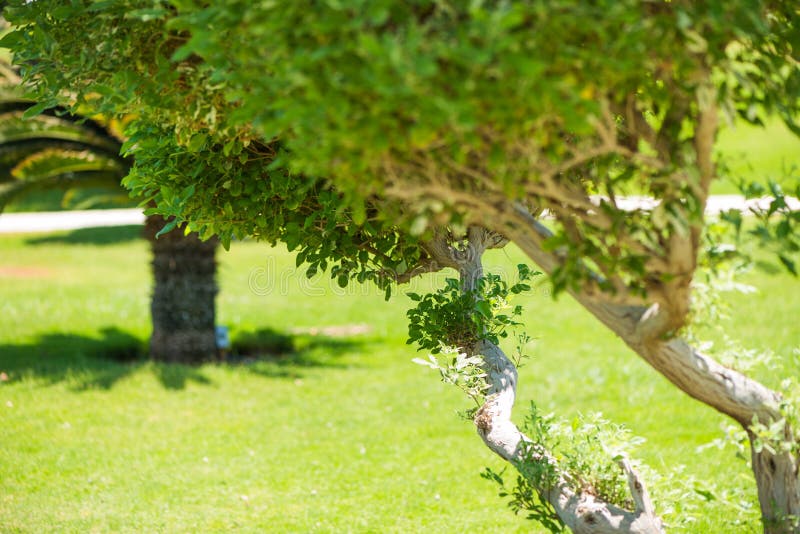 Green Decorative Park Trees Stock Image - Image of beautiful, daylight ...