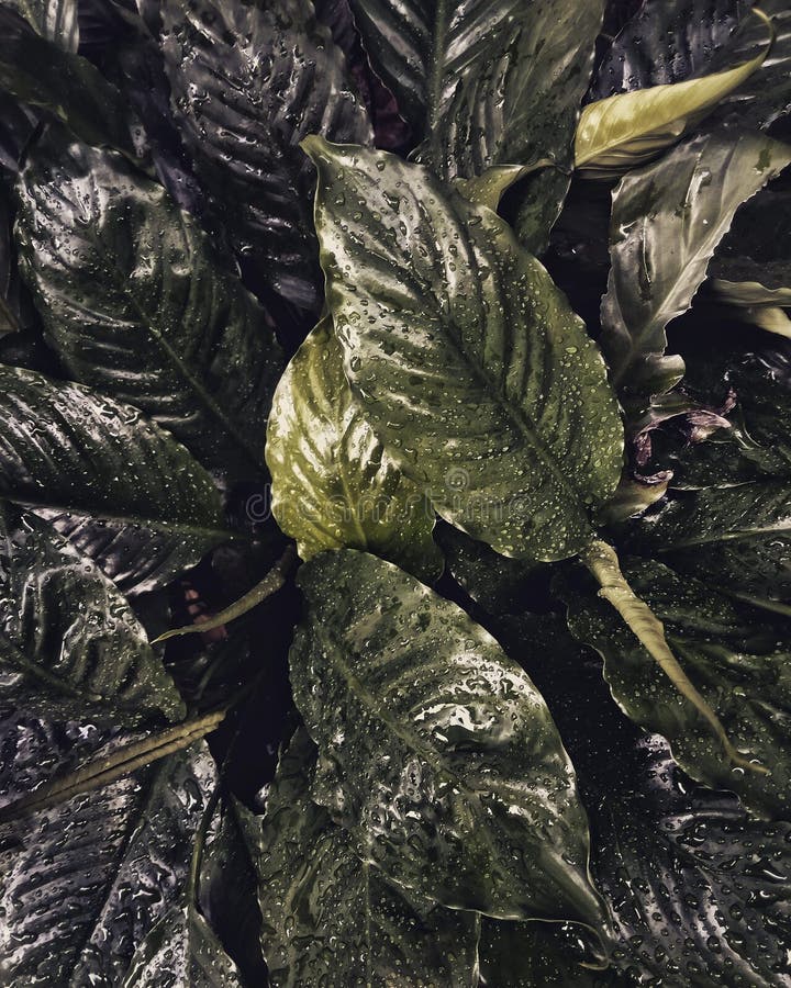 Fresh Green Decorative Plants on the Edge of the Garden Stock Photo ...