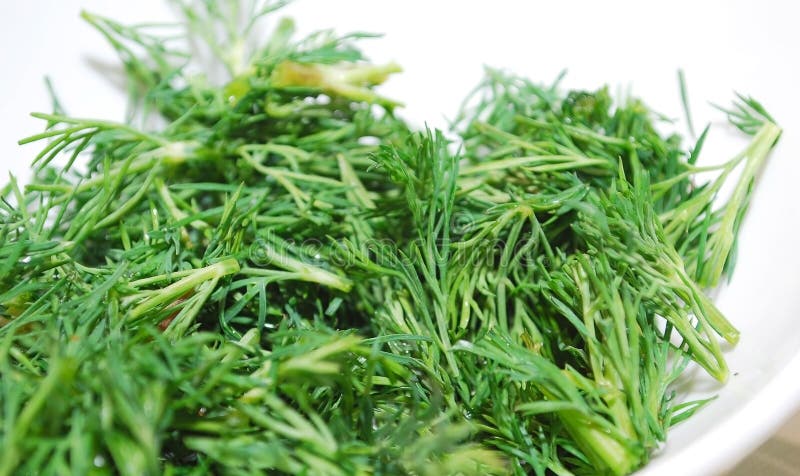 Fresh green dill stock photo. Image of flavor, herbaceous - 23606628