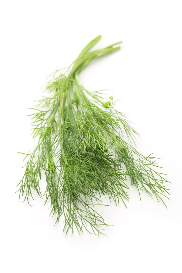 Fresh green dill stock image. Image of dill, culinary - 25584899