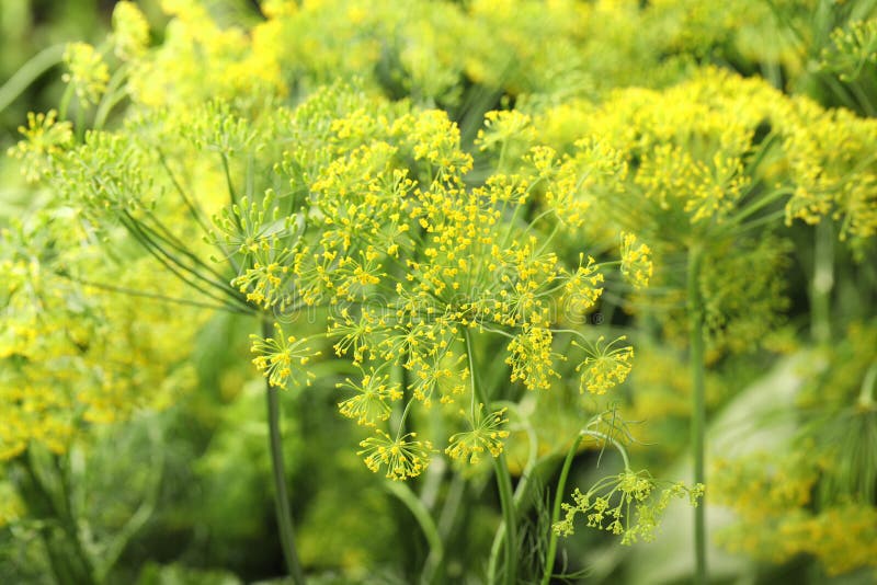 Dill flowers stock image. Image of ingredient, flowers - 37884991