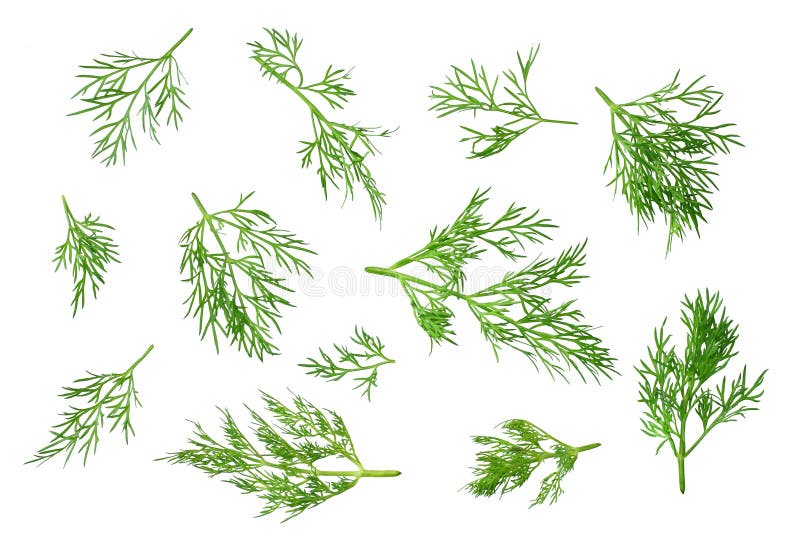 Fresh Green Dill Isolated on White Background. Top View Stock Image ...