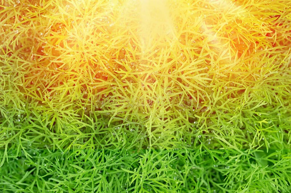 Fresh Green Dill Leaves with Dew Drops at Dawn. Texture Stock Photo - Image of macro, abundance ...