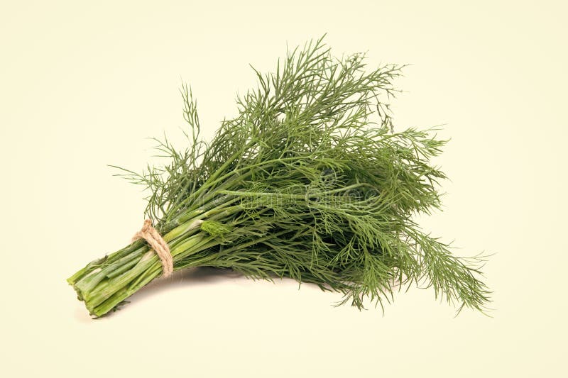Fresh Green Dill Leaves Dillweed Herb Isolated on White Stock Image ...