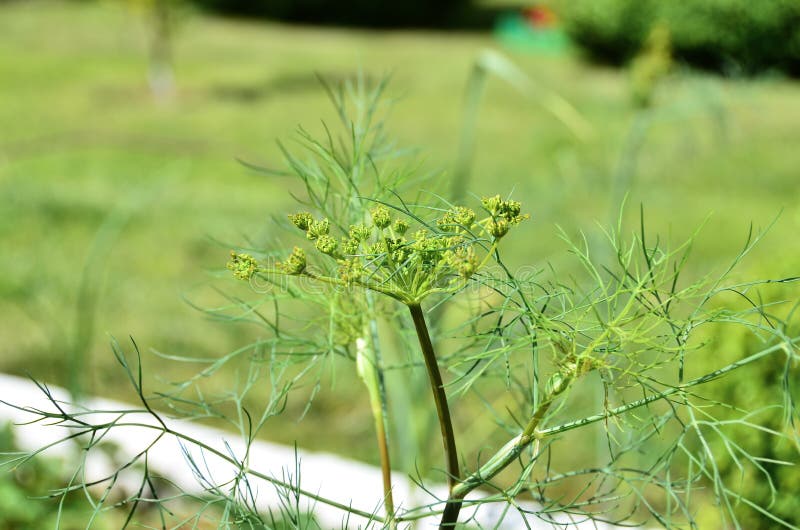 Fresh green dill stock photo. Image of fresh, herbal - 73684852