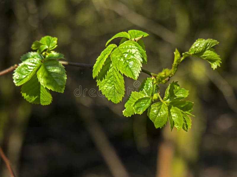 Fresh Green Elm Leaves in Spring Sunlight Stock Photo - Image of branch ...