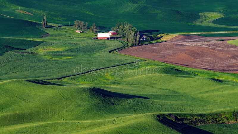 Fresh Green Farm Fields with Red Barns Eastern Washington Stock Photo ...