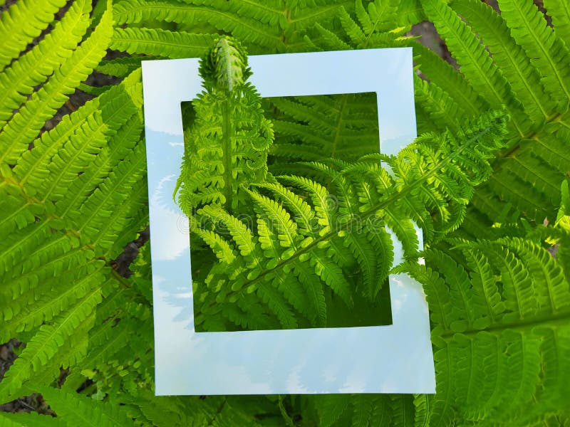 Fresh Green Fern Branches and a Cardboard White Photo Frame. Flat ...