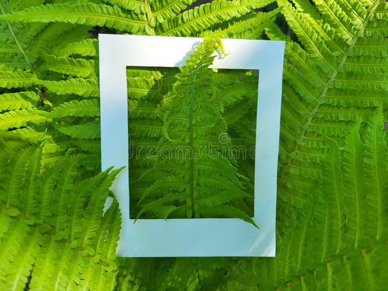 Fresh Green Fern Branches and a Cardboard White Photo Frame. Flat ...