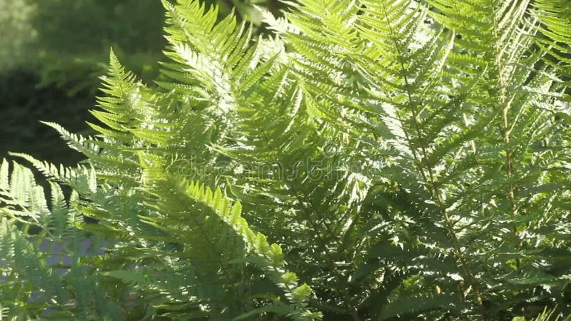 Green Fern Fronds Unfurling in Sunlight, Surrounded by Lush Greenery ...