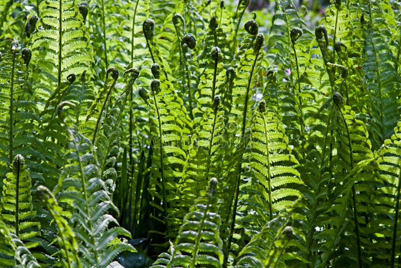 Fresh Green Fern Frond stock image. Image of garden, grow - 15640775