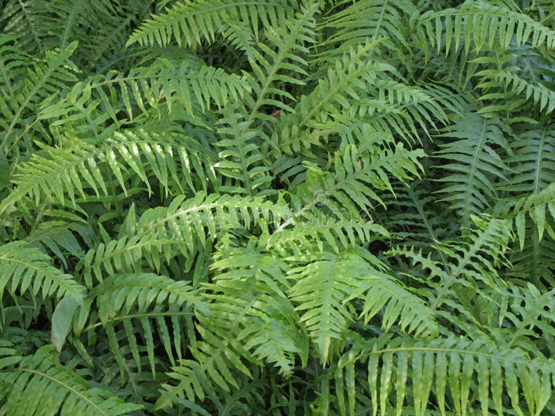 Fresh green ferns stock photo. Image of aotearoa, growth - 14208494