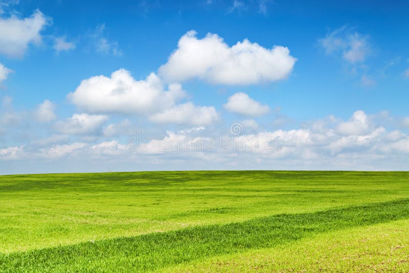 Fresh Green Field and Blue Sky Stock Photo - Image of sunny, grow ...