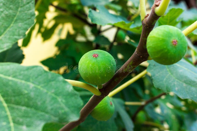 Fresh Green Fig Growing on a Tree Stock Photo - Image of farm, diet ...