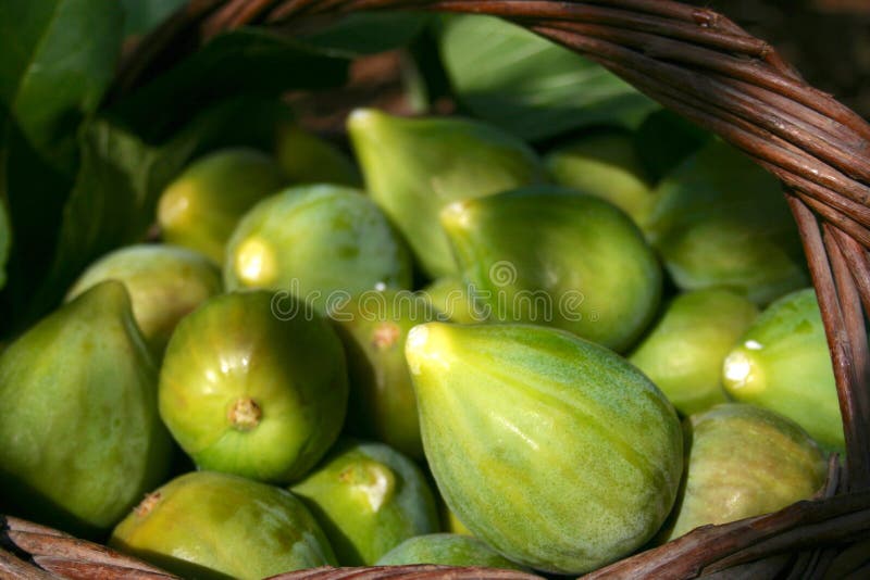 Fresh green figs stock photo. Image of juicy, health - 119009920