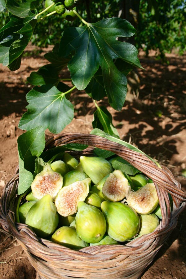 Fresh green figs stock photo. Image of basket, harvest - 119009926