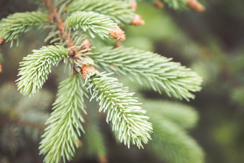 Fresh Green Fir Tree Branch Stock Photo - Image of botanical, bough ...