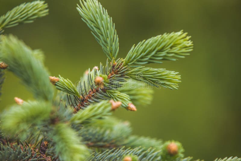 Fresh Green Fir Tree Branch Stock Image - Image of object, natural ...