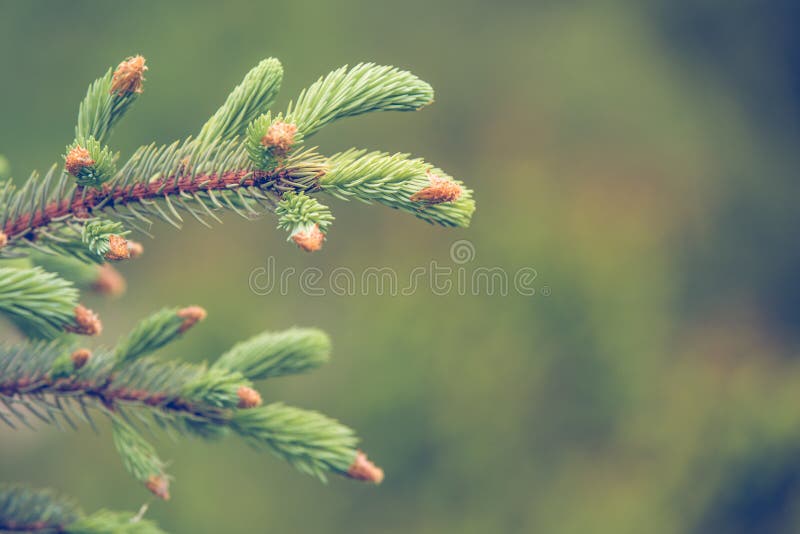 Fresh Green Fir Tree Branch Stock Photo - Image of leaf, nature: 148080996