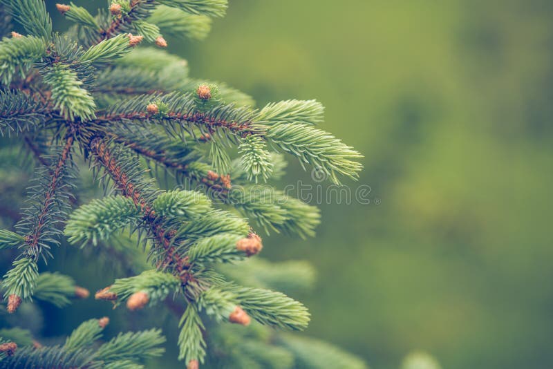 Fresh Green Fir Tree Branch Stock Photo - Image of evergreen, closeup ...