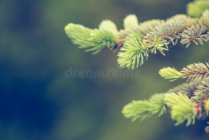 Fresh Green Fir Tree Branch Stock Image - Image of flora, bough: 148081141