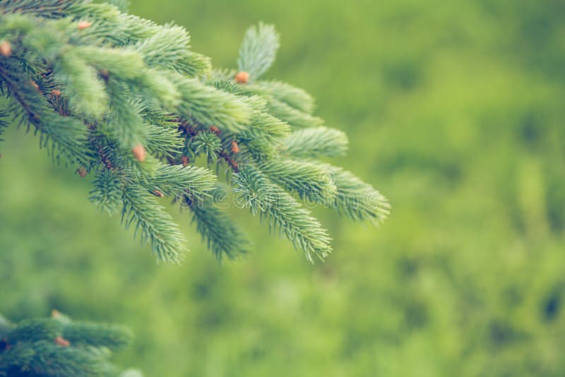 Fresh Green Fir Tree Branch Stock Image - Image of bough, conifer ...