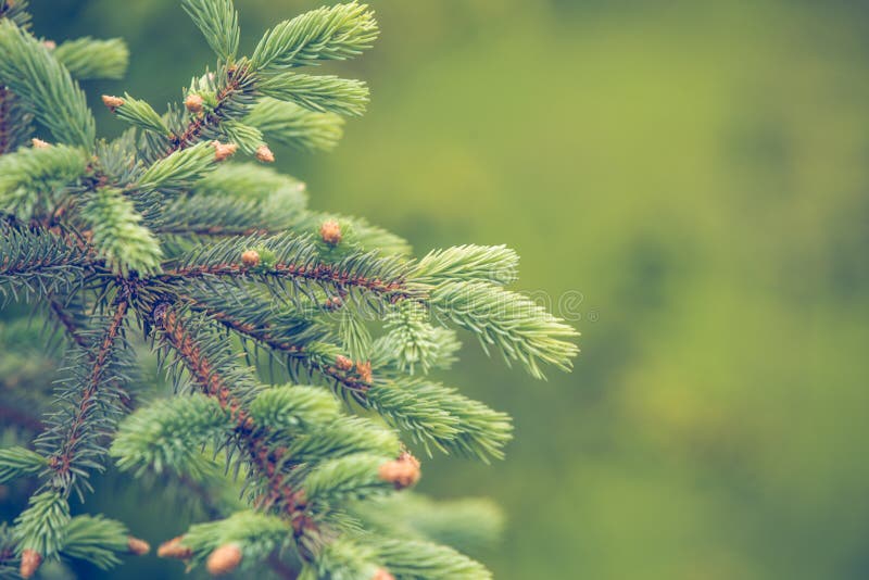 Fresh Green Fir Tree Branch Stock Photo - Image of evergreen, macro ...