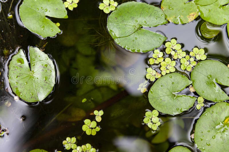 Green Floating Aquatic Plants Pattern and Texure Background Seamless ...