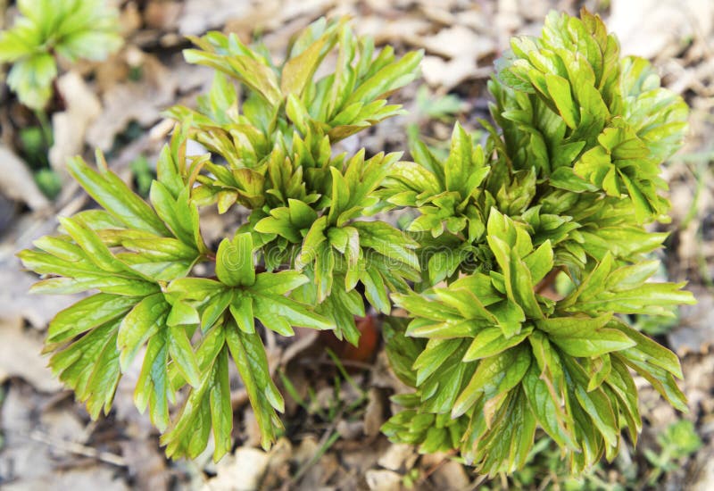 Fresh green flora stock photo. Image of freshness, growth - 52997412