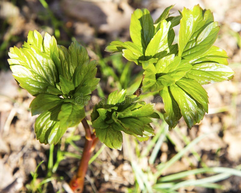 Fresh green flora stock photo. Image of foliage, blur - 52998750